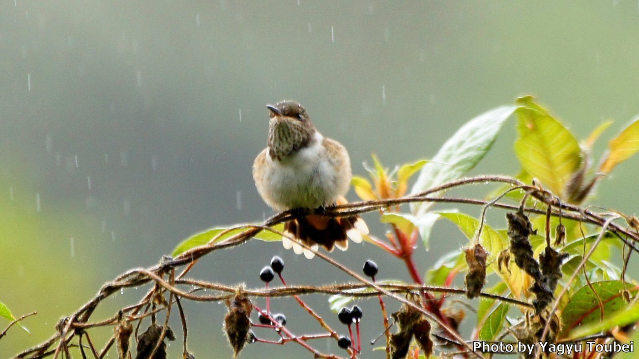 コスタリカ サベグレ谷でのバードウオッチング : とことん写真