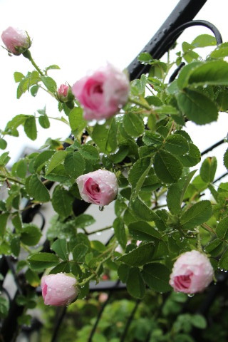 デュセス・ド・モンテベロ : おやGをバラ庭に連れてって