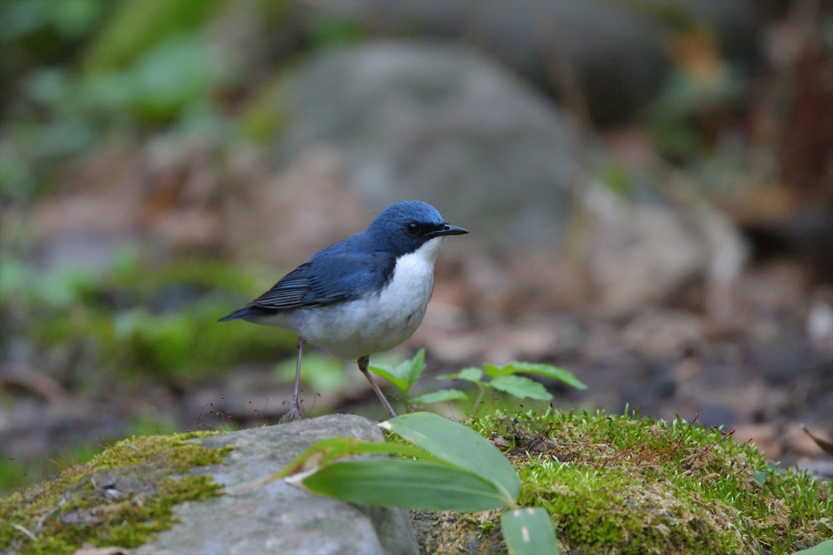 『日本三鳴鳥』は妥当か？ : やぁやぁ。
