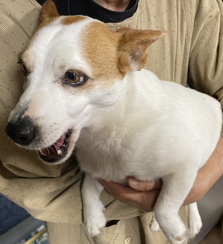 体重測定 ️体重管理 ①6.3~6.5kg : ===☆ジャック『ぷよ』☆=== かわいさ・わるさ・ぐうたらさ♪(๑ᴖ ᴖ๑)♪