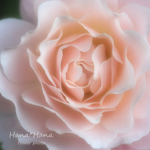 ＊薔薇＊ : HANA*HANA