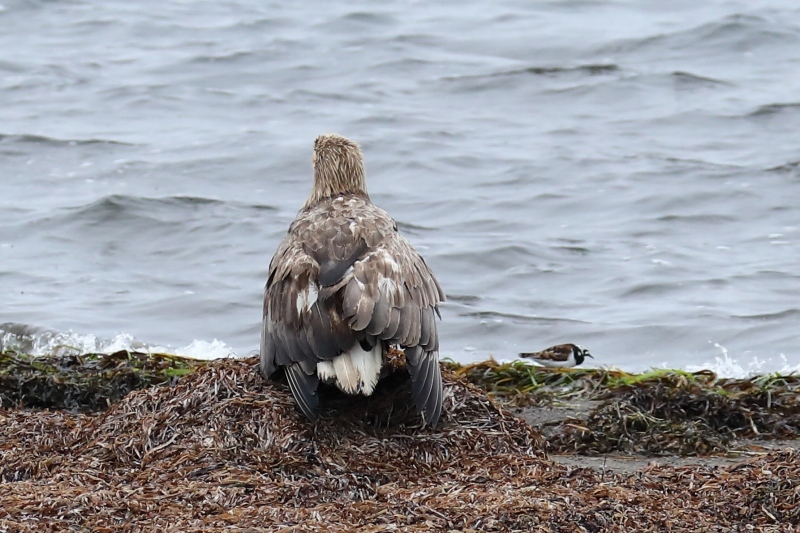 我が国の猛禽類で最大級、絶滅危惧種のオジロワシが飛ぶ（その2） : 旅プラスの日記