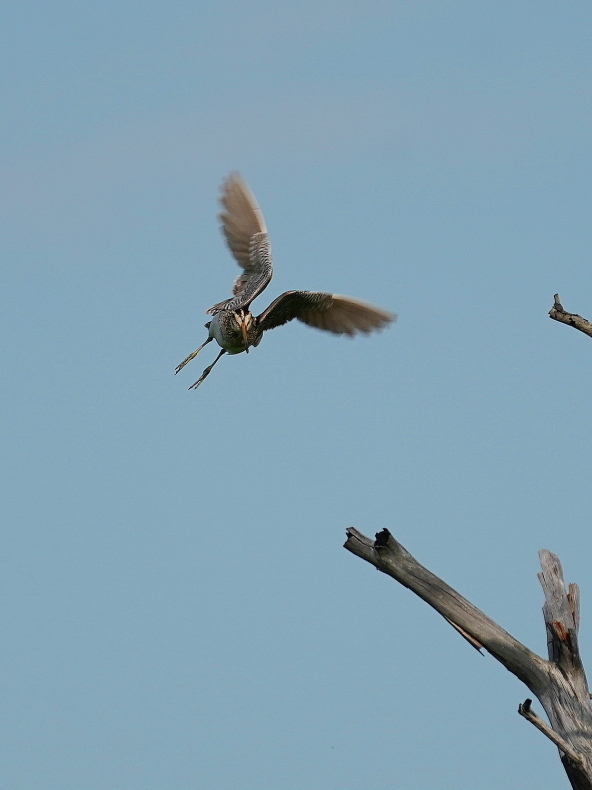 止まり木から飛び出すオオジシギ KFJ : シエロの野鳥観察記録