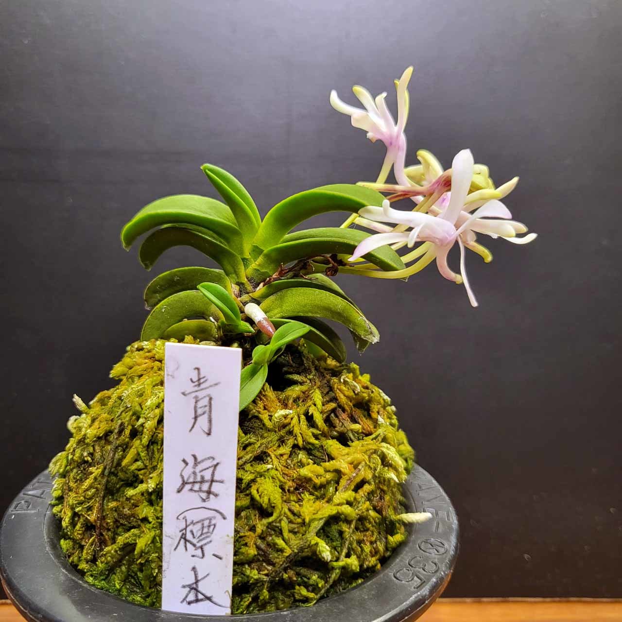 富貴蘭 青海型・花のいろいろ : 富貴蘭チャンネル 富貴蘭 青海型・花のいろいろ : 富貴蘭チャンネル