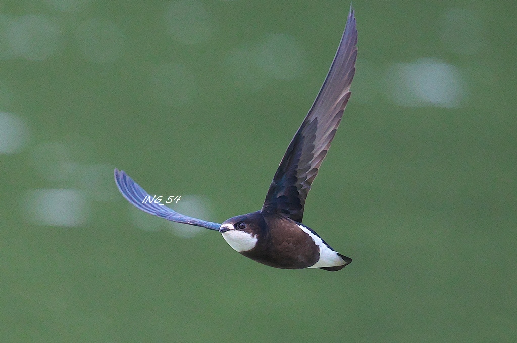 ハリオアマツバメ R3 ⑥ : ING_54