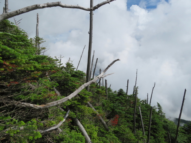 無事下山 蓼科山 (2,530.7M) PART 4 : 風の便り