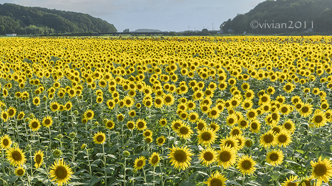 和食 月山 鮨処 明日香 東武宇都宮店 ～遅い時間のランチ～ : 日々の贈り物（私の宇都宮生活）