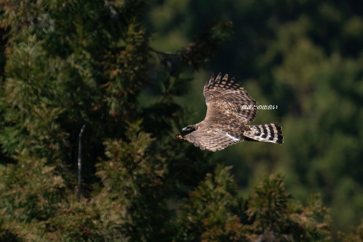 クマタカ・・・Mountain Hawk-Eagle : ブログ鳥達との出会い