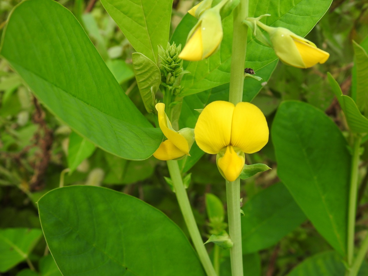 『丸葉山萩(マルバヤマハギ)や草合歓(クサネム)や黄金狸豆(コガネタヌキマメ)等のマメ科植物達～』 : 自然風の自然風だより