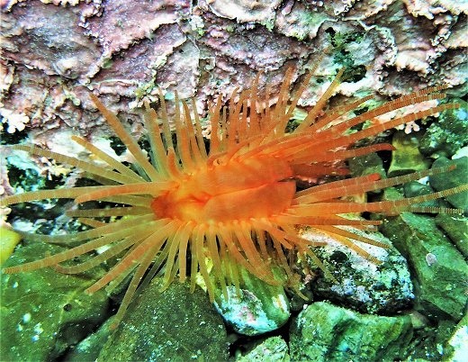 ユキミノガイ 2 葉山 Limaria basilanica (Adams & Reeve,1850) : 葉山の美味しいダイビング生活