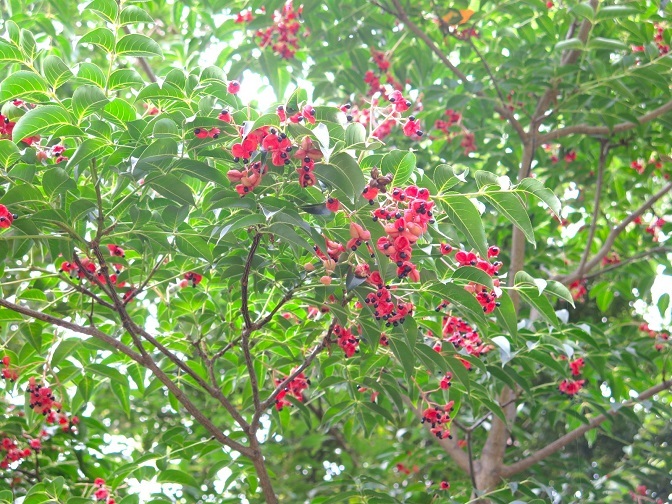 ゴンズイ（権萃） : AREKORE