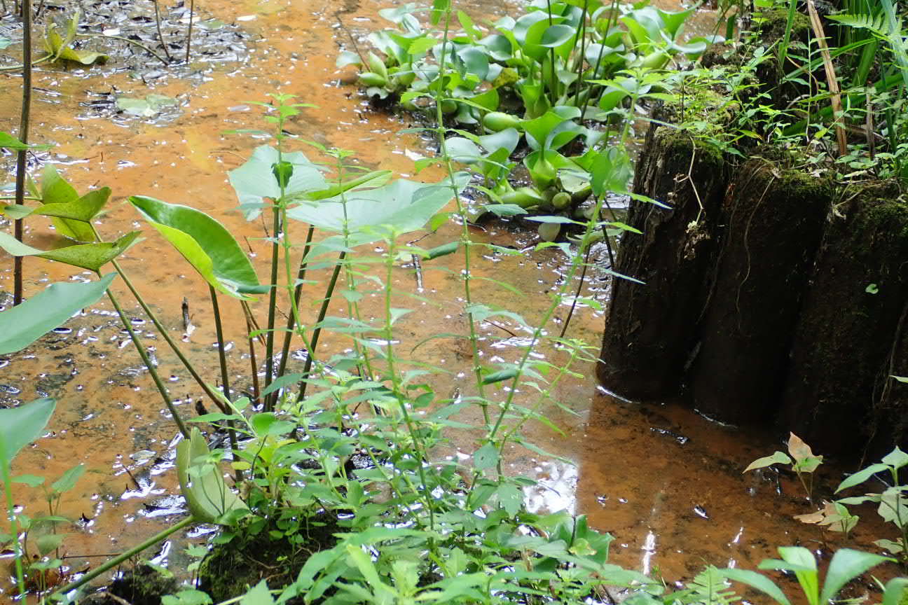 湿地に咲く小さな白い花 : 里山の四季