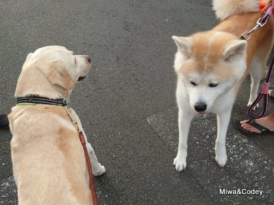 みわちゃん♥ : みらくるぅ？？ Codey☆