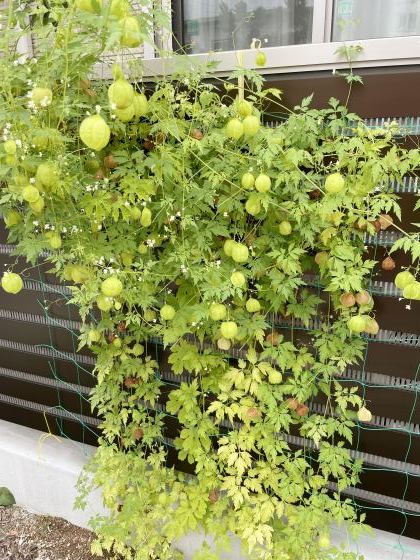 フウセンカズラの収穫、第一弾 : 某の雑記帳