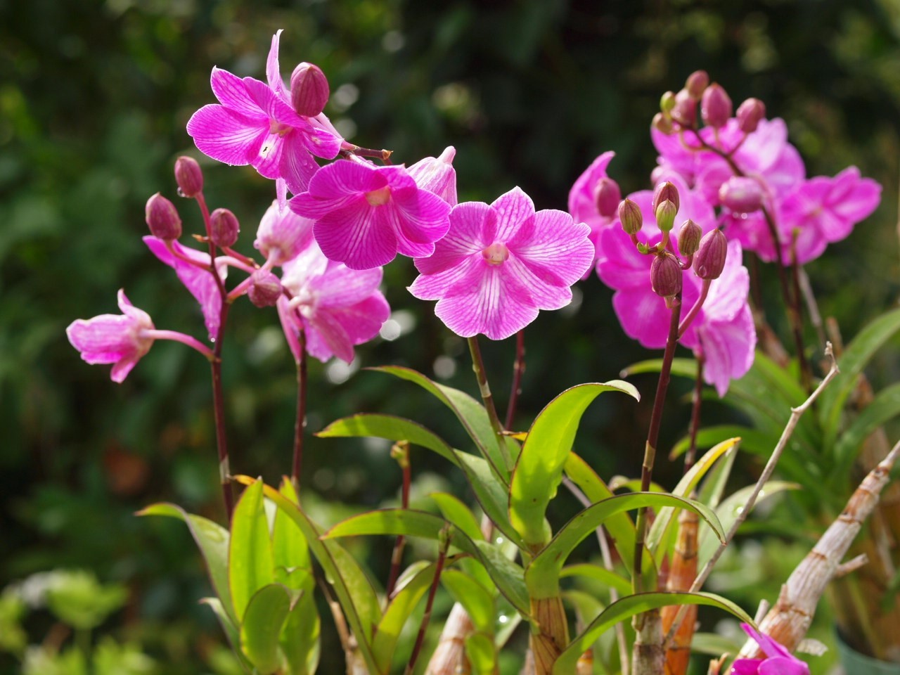 Den. Chanok Pink Stripe ( petaloid ) : Flowers.