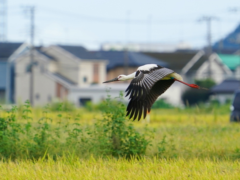 ゆったりと！飛ぶ！！コウノトリJ0448 KKM : シエロの野鳥観察記録