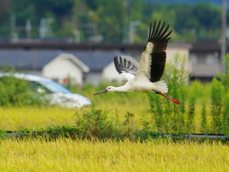 ゆったりと！飛ぶ！！コウノトリJ0448 KKM : シエロの野鳥観察記録