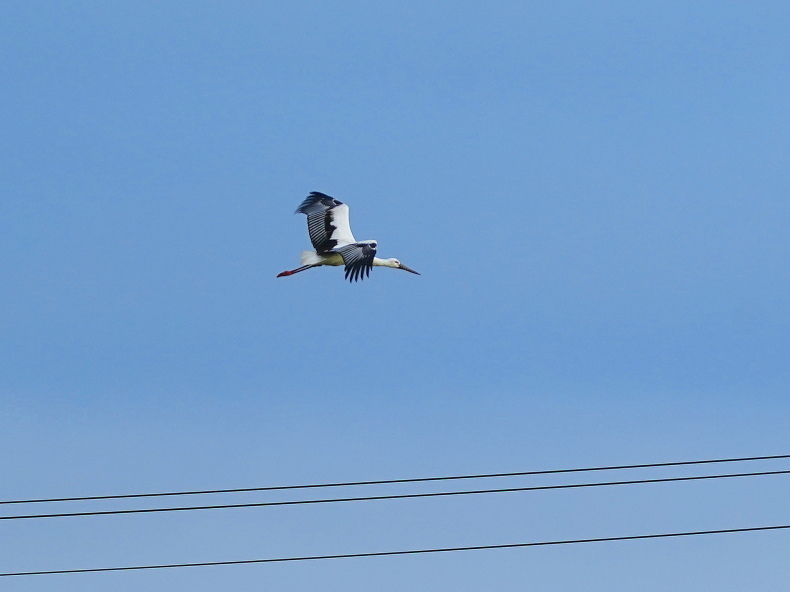 台風15号通過後の僅かな青空を飛ぶコウノトリJ0448 KKM : シエロの野鳥観察記録