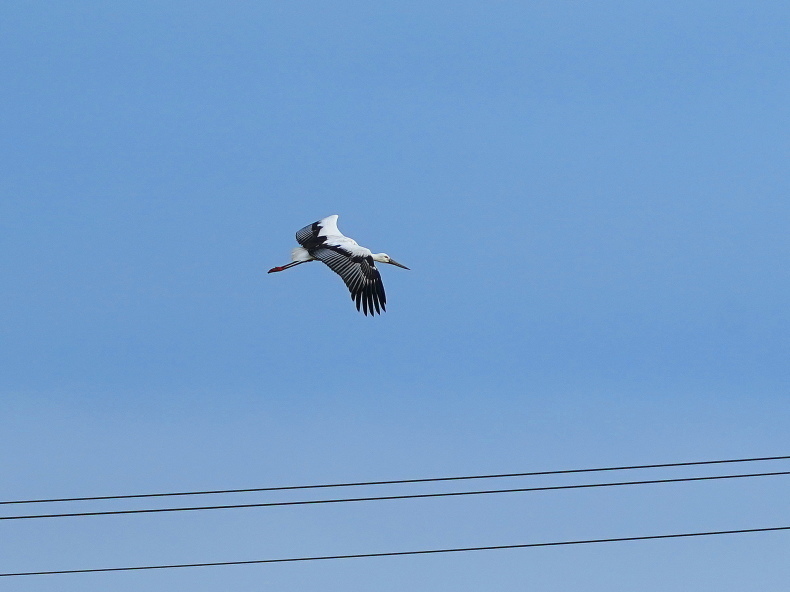 台風15号通過後の僅かな青空を飛ぶコウノトリJ0448 KKM : シエロの野鳥観察記録
