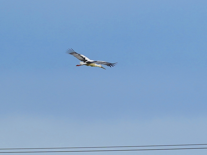 台風15号通過後の僅かな青空を飛ぶコウノトリJ0448 KKM : シエロの野鳥観察記録