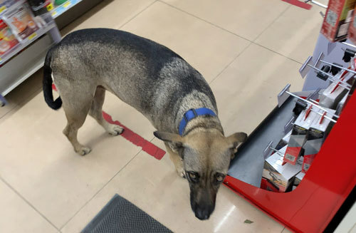 コンビニ犬 : 小太郎の白っぽい世界