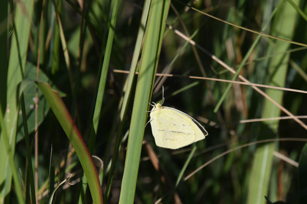 鬼怒川のツマグロキチョウ（2022年10月1日） : 蝶の観察記録その2