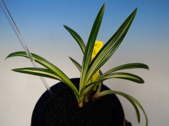 韓国春蘭 (仮)秀山 : 蘭万園日記